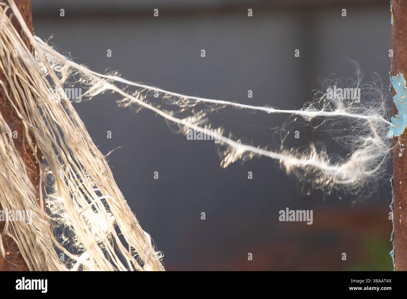 Tangled white threads hang on a fence and shine in the sun Stock Photo ...