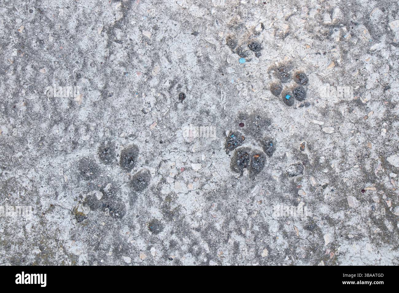 Dog tracks on hardened concrete outdoors close-up, concrete floor and ...
