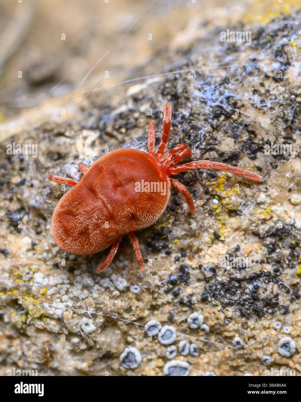Insect red clover hi-res stock photography and images - Alamy