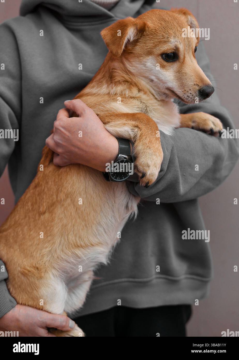 sad stray dog in the arms of a woman Stock Photo - Alamy