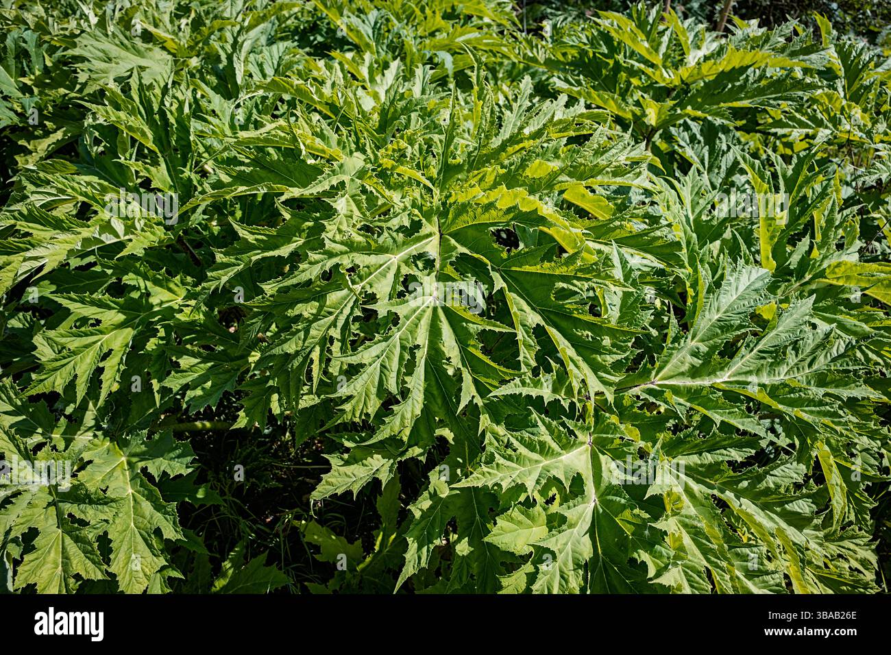 young giant hog weed plants growing by the foot path Stock Photo - Alamy