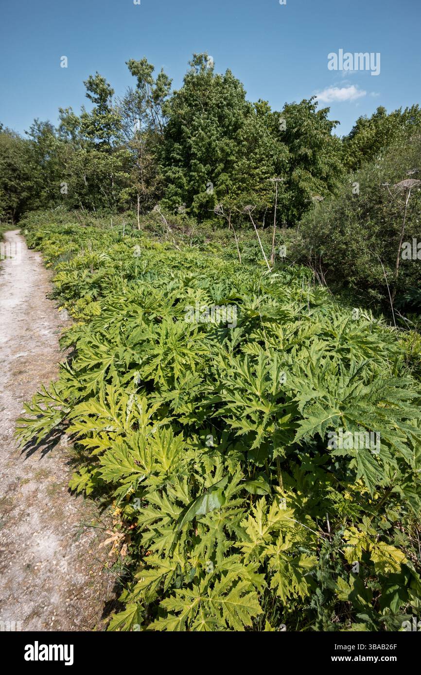 young giant hog weed plants growing by the foot path Stock Photo - Alamy