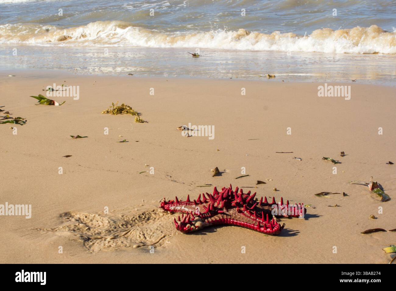 Red spine sea star on the sandy beach of Mozambique Stock Photo - Alamy