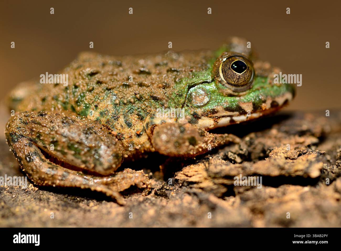 Frog (Fejervarya limnocharis) in Koh Trong island, Kratie, Cambodia ...