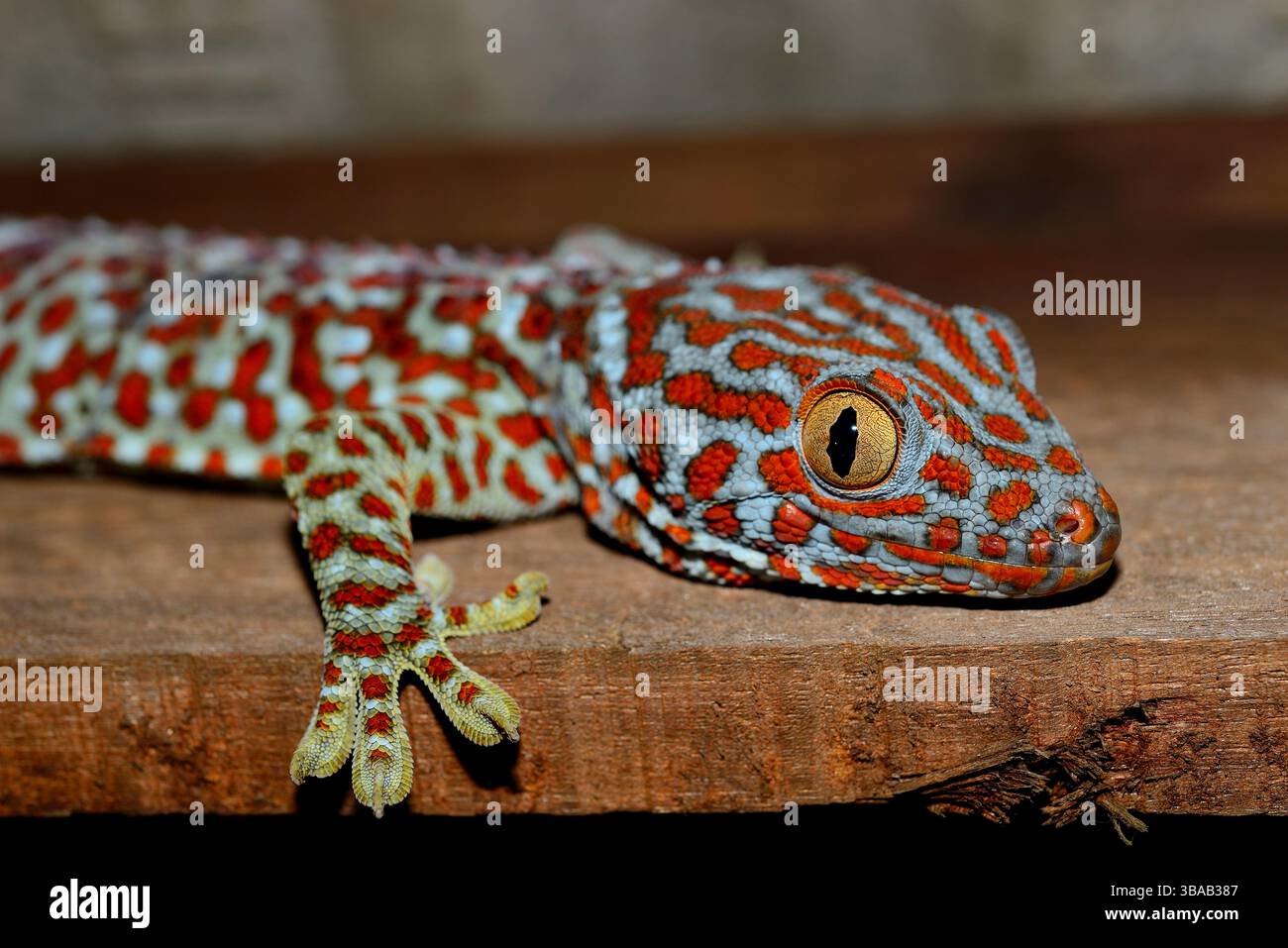 Tokay gecko gekko close hi-res stock photography and images - Alamy