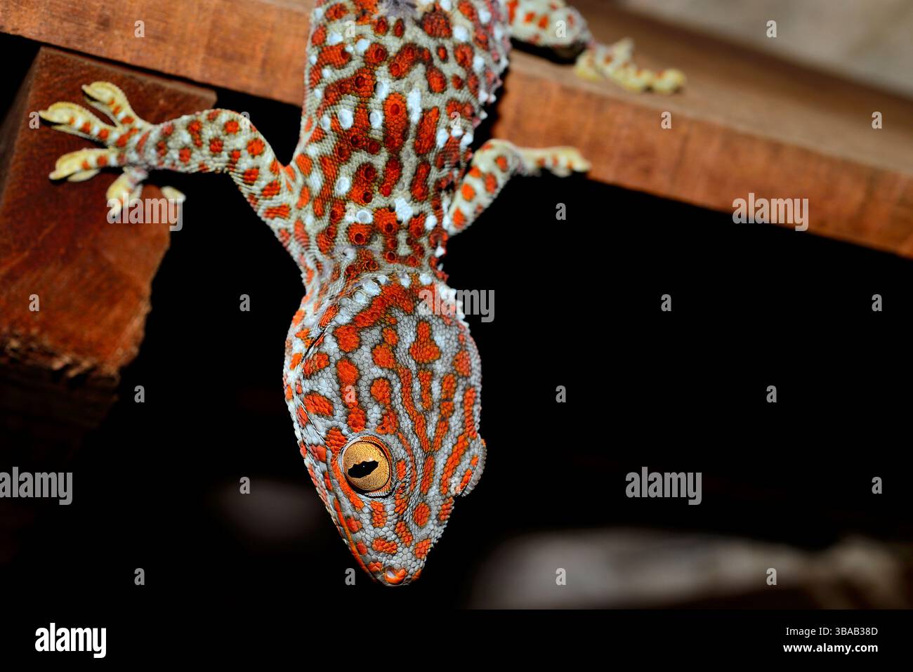 Tokay gecko gekko close hi-res stock photography and images - Alamy