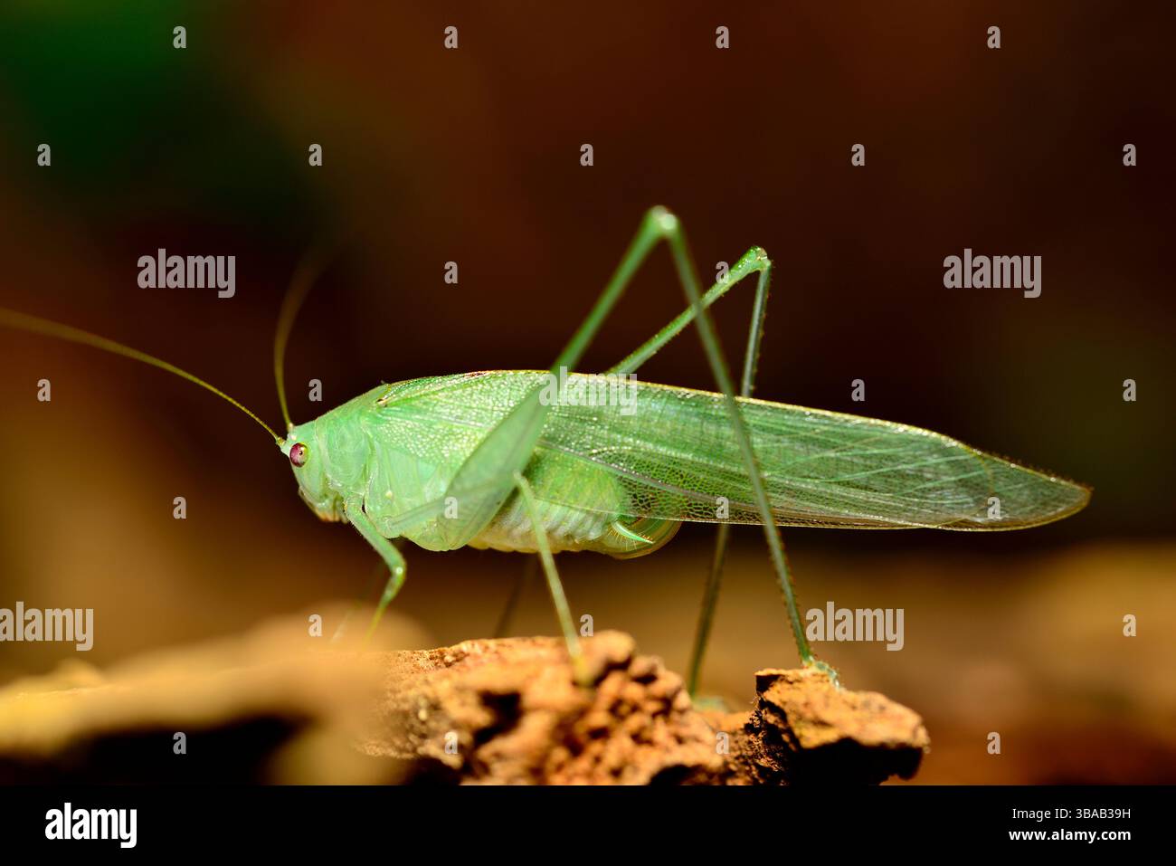 Dak Dam, Mondulkiri, Cambodia Stock Photo - Alamy