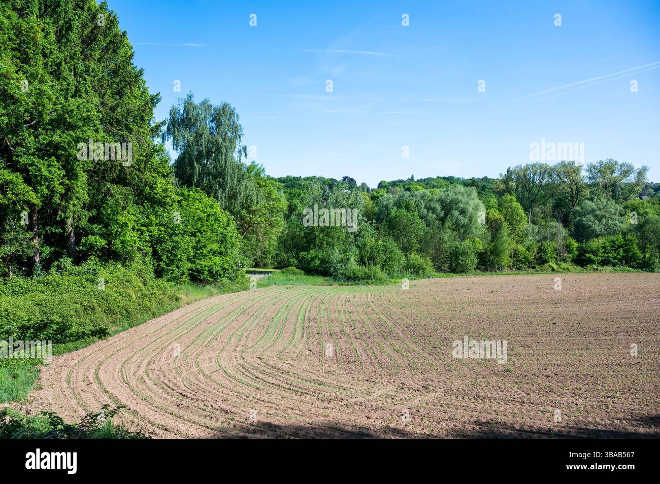 Fresh sown agriculture fields at the countryside in Alsemberg, Flemish ...