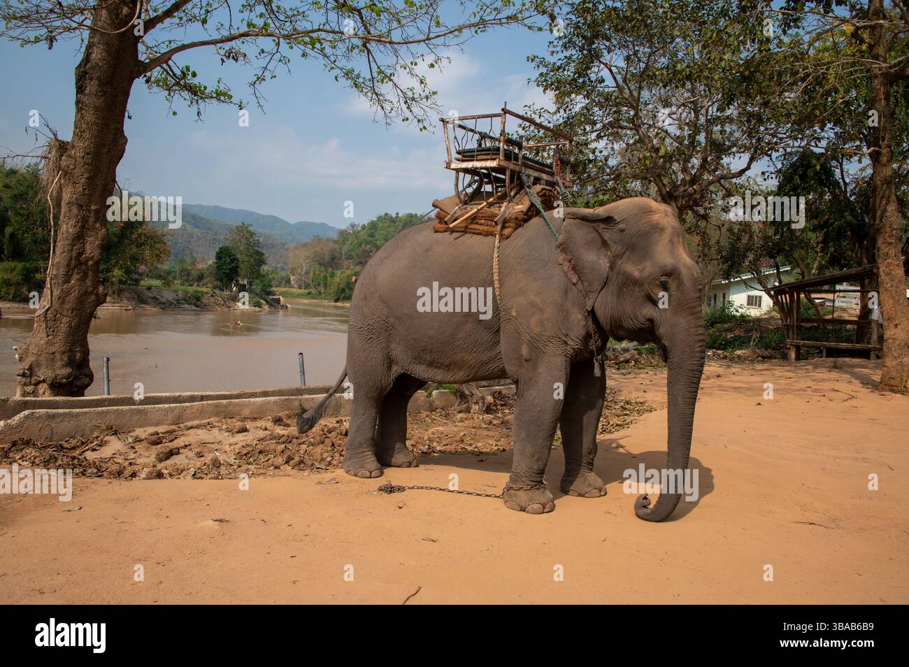A chained lone elephant with a saddle (a howdah. It's a throne-like ...