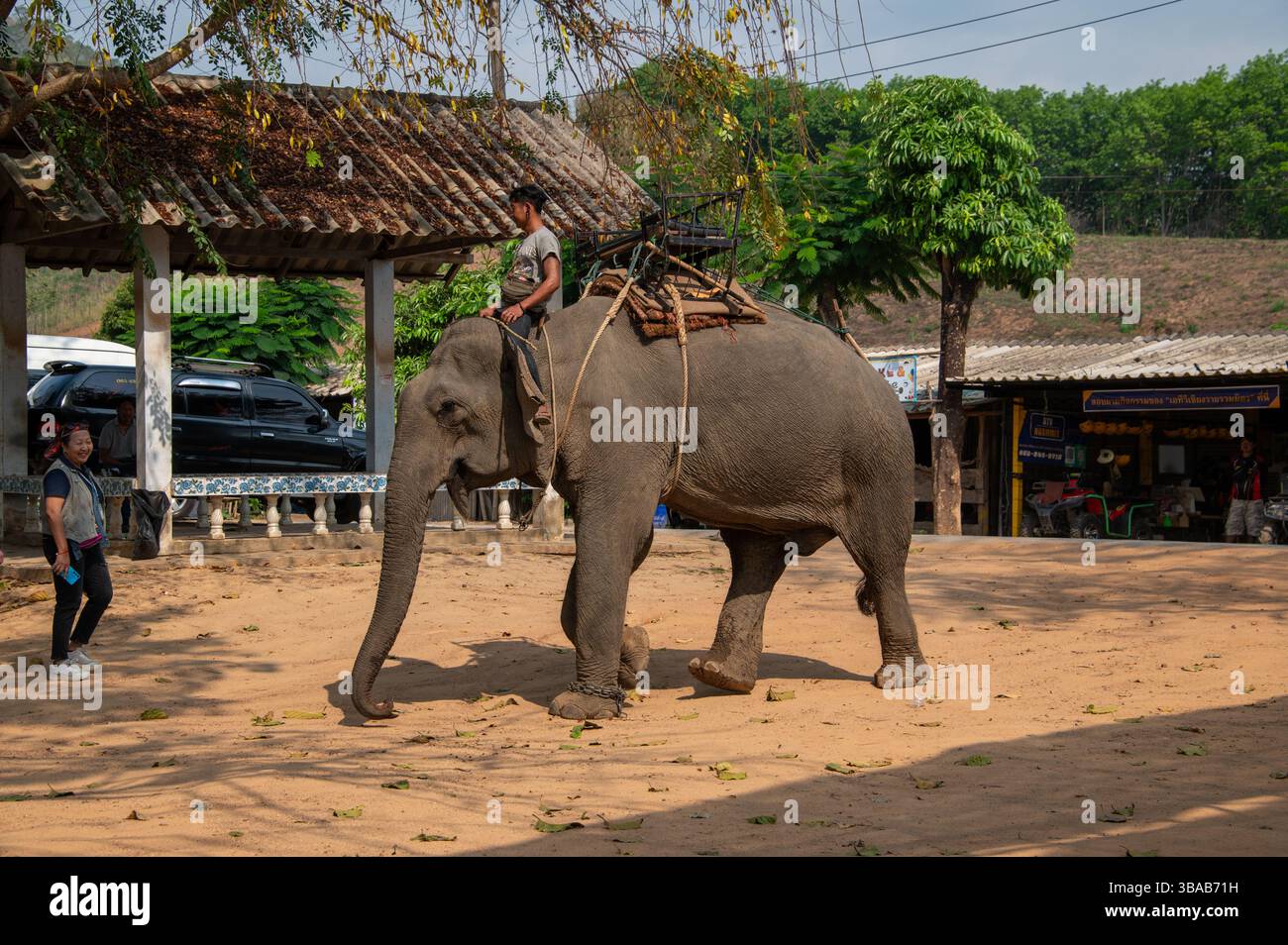 A mahmout (Elephant guide/ trainer/keeper), arrives on his elephant at ...