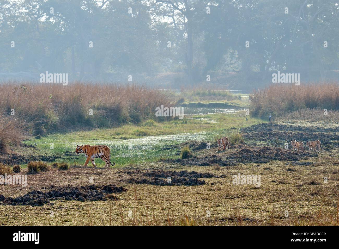 Bengal tiger (Panthera tigris tigris) mother with three walking cubs ...