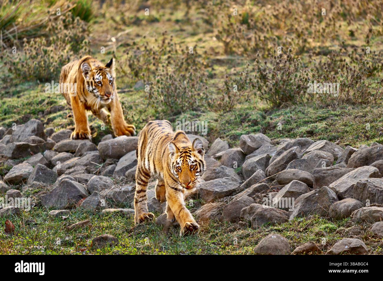 Bengal tiger (Panthera tigris tigris) two walking cubs, Tadoba-Andhari ...