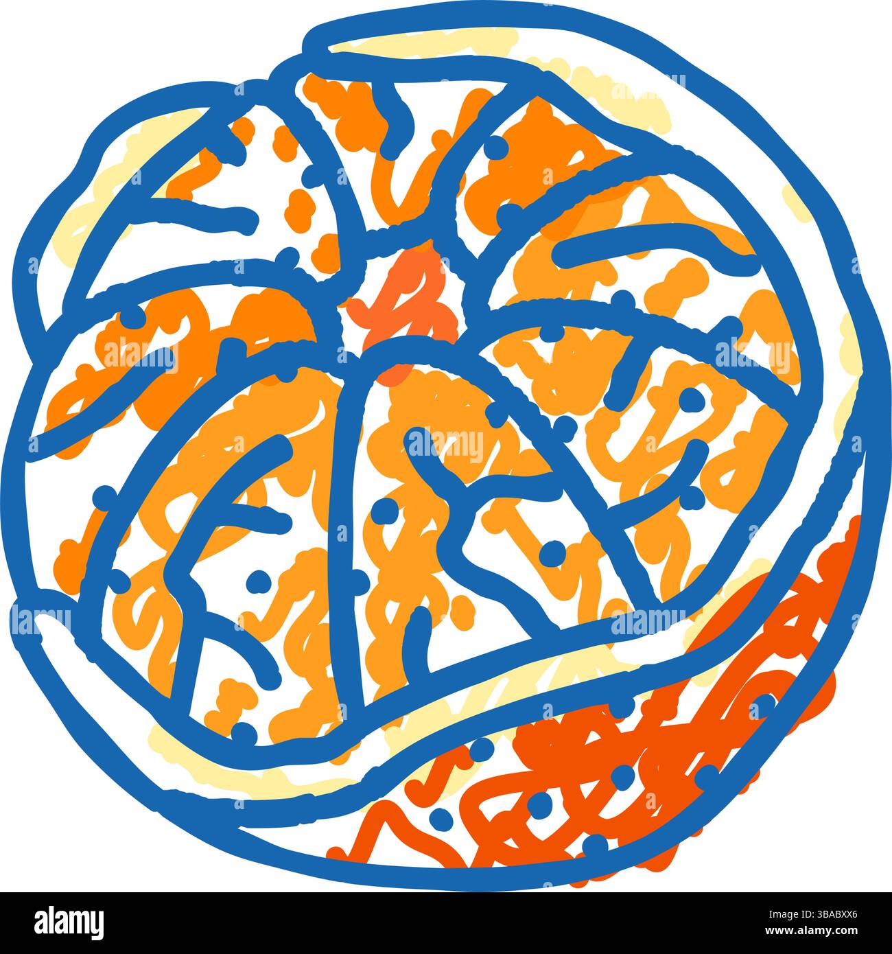 peeled mandarin icon doodle illustration Stock Vector Image & Art - Alamy