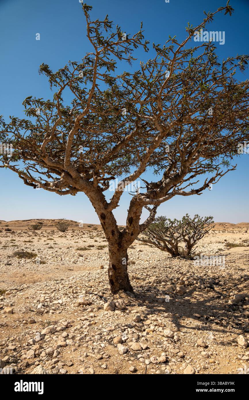 A close-up of a frankincense tree, known for its historical ...