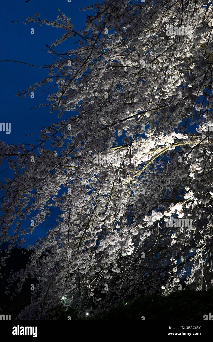 Maruyama Park during hanami,cherry trees in full bloom,Kyoto,Japan ...