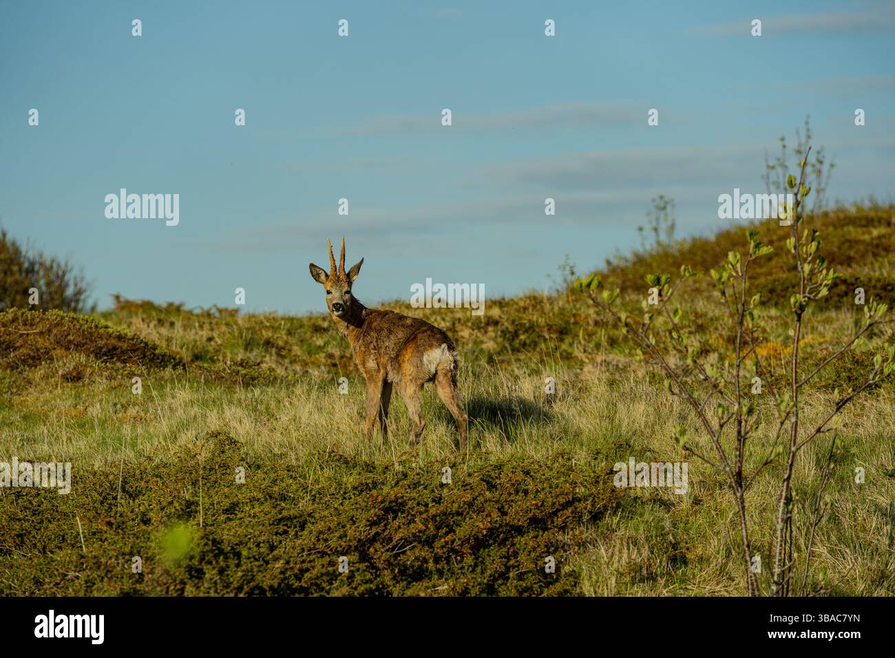Roe species hi-res stock photography and images - Alamy