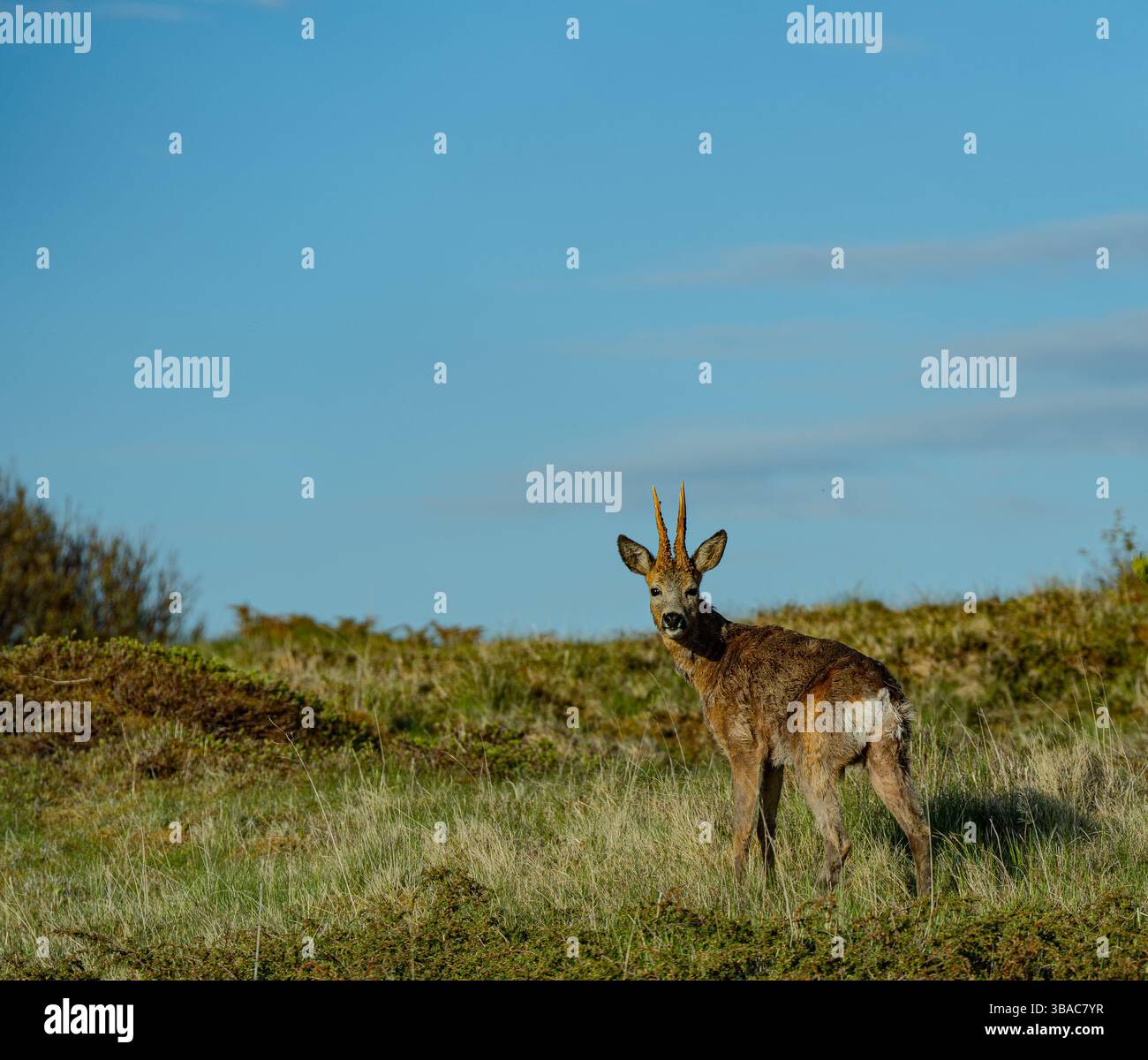 The young roe deer in the springtime Stock Photo - Alamy