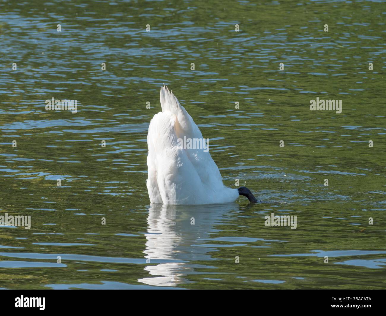 A swan dunking under the water for food on the River Thames, Hurley, UK ...