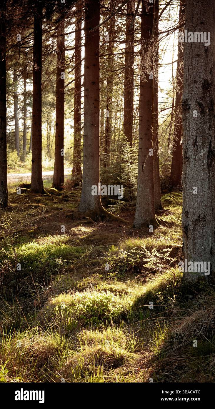Light shining through pines at Kielder Forest Northumberland, May 2025 ...