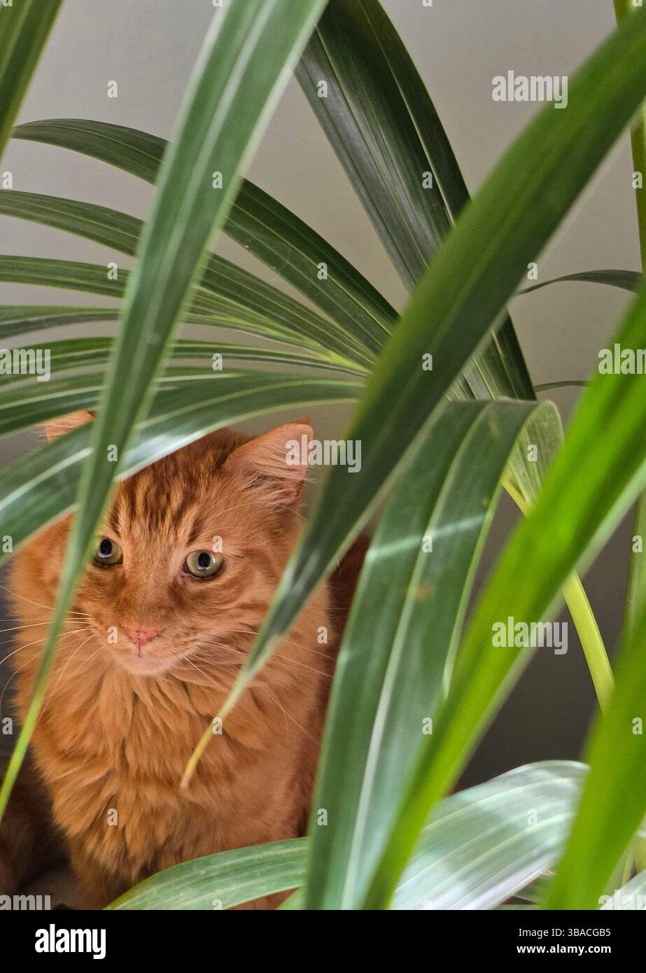 Leafy houseplants hi-res stock photography and images - Alamy