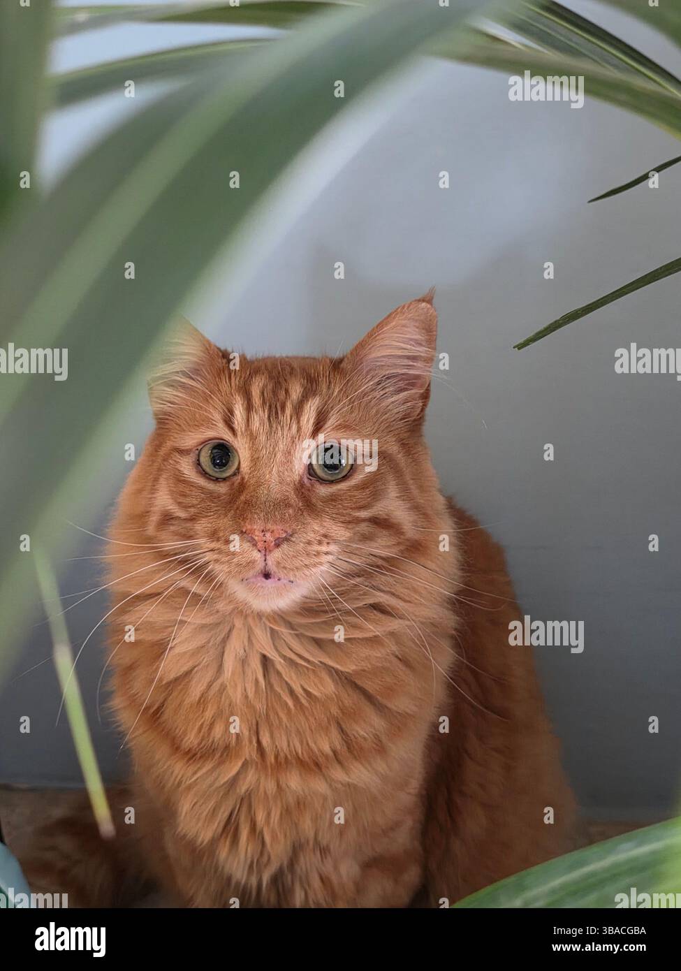 Ginger cat green palm hi-res stock photography and images - Alamy