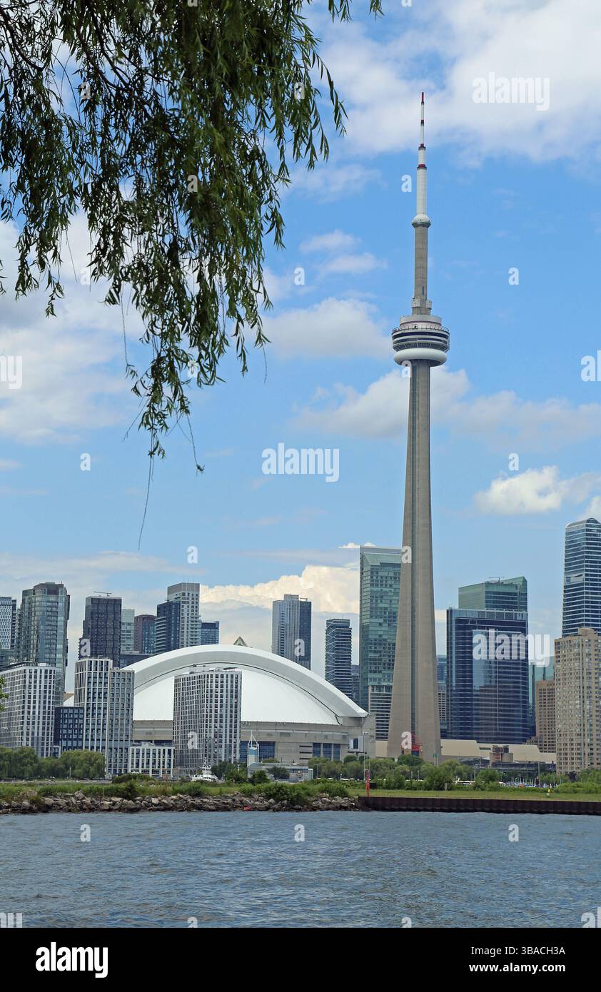 The willow and CN Tower vertical, Toronto, Ontario, Canada Stock Photo ...
