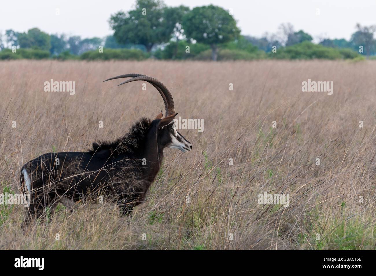 Sable antelope (Hippotragus niger) standing in grassland. Okavango ...