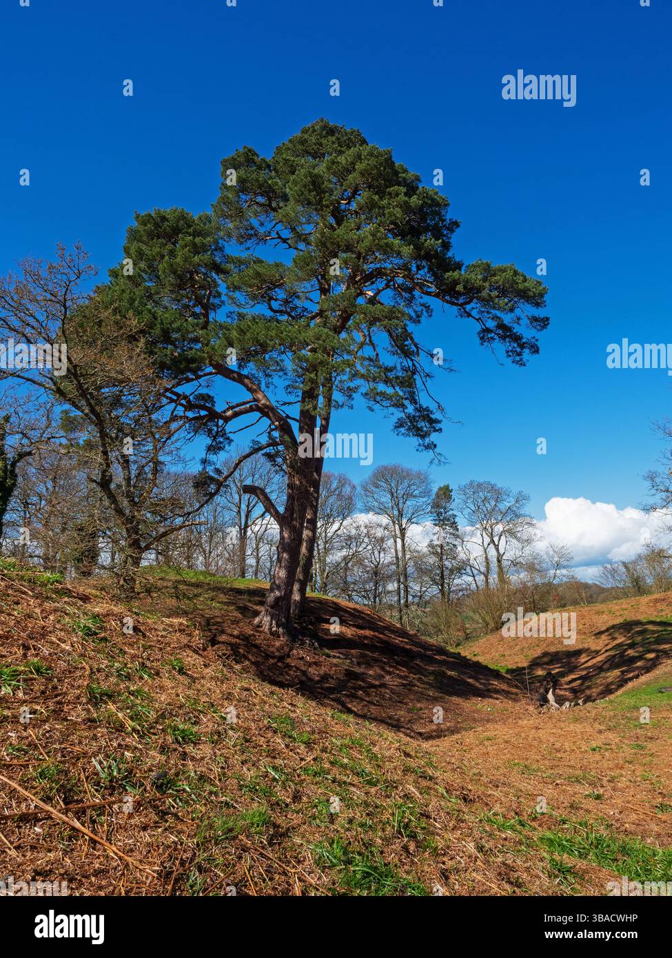 Scots pine Pinus sylvestris Castle Hill Motte & Bailey, Edmondsham ...