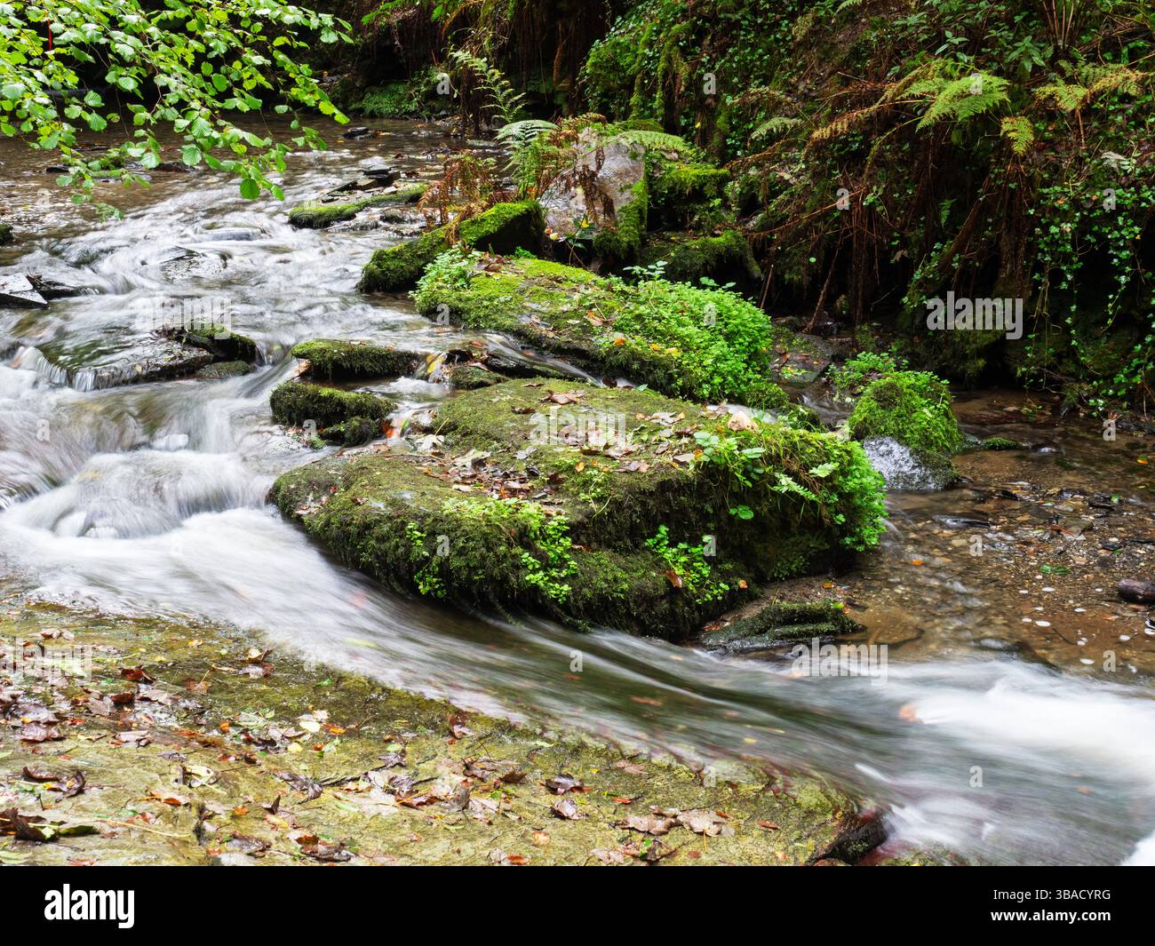Atlantic rainforest cornwall hi-res stock photography and images - Alamy