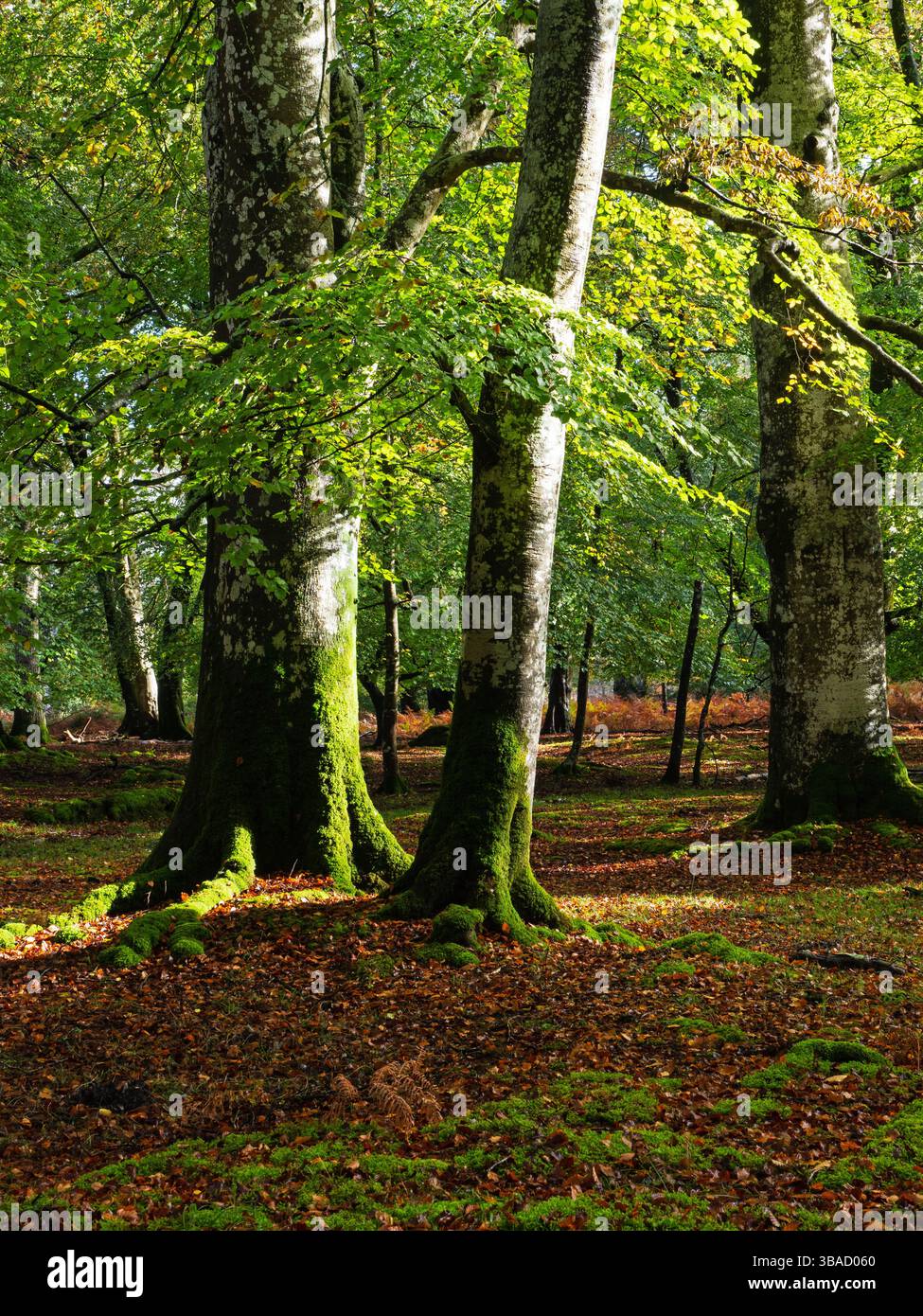 Beech Fagus sylvatica woodland, Mark Ash Wood, New Forest National Park ...