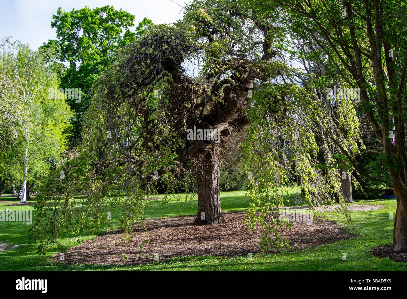 A large, weeping willow tree with long, drooping branches in a lush ...