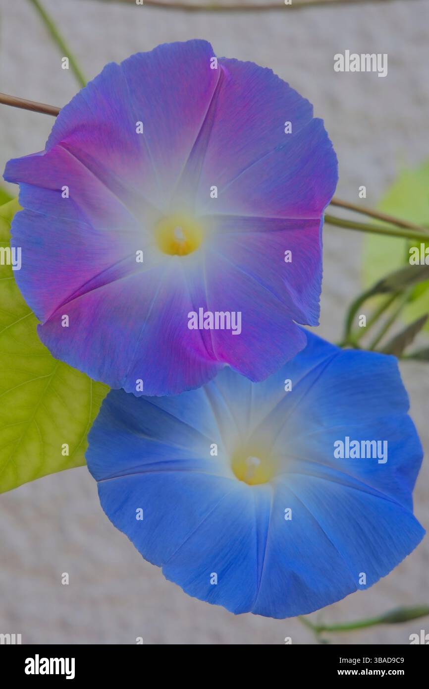 Convolvulus blue flowers convolvulus hi-res stock photography and ...