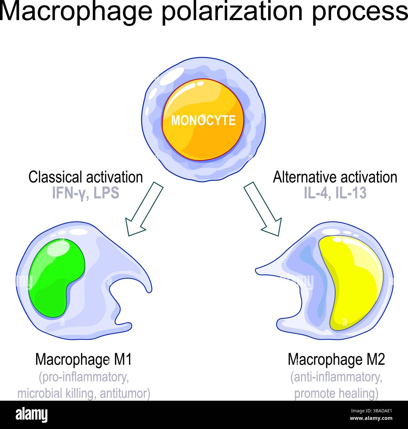 Macrophage polarization process. Functions of M1 and M2 macrophages. immune response. Vector ...