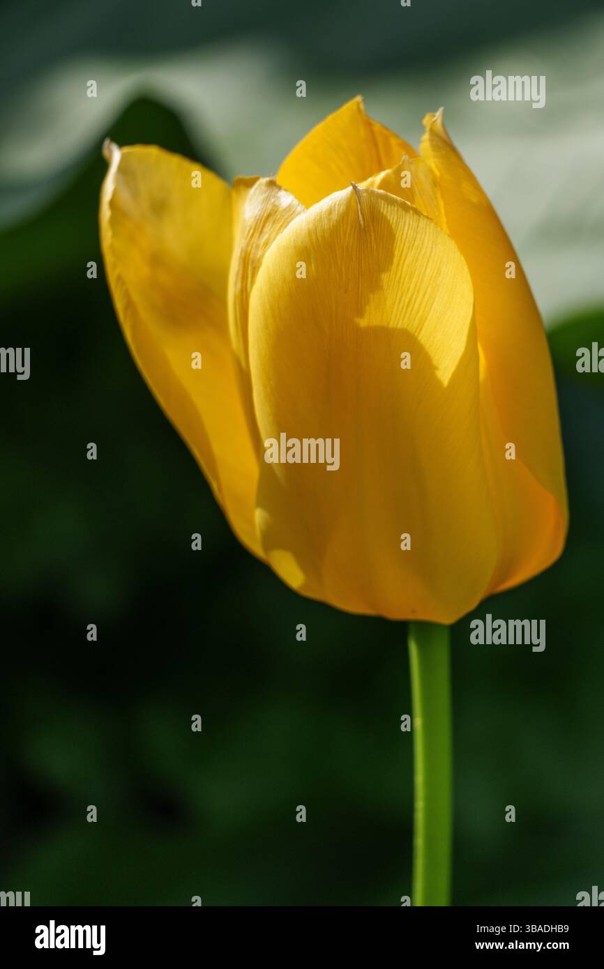 spring time in the german muensterland Stock Photo - Alamy