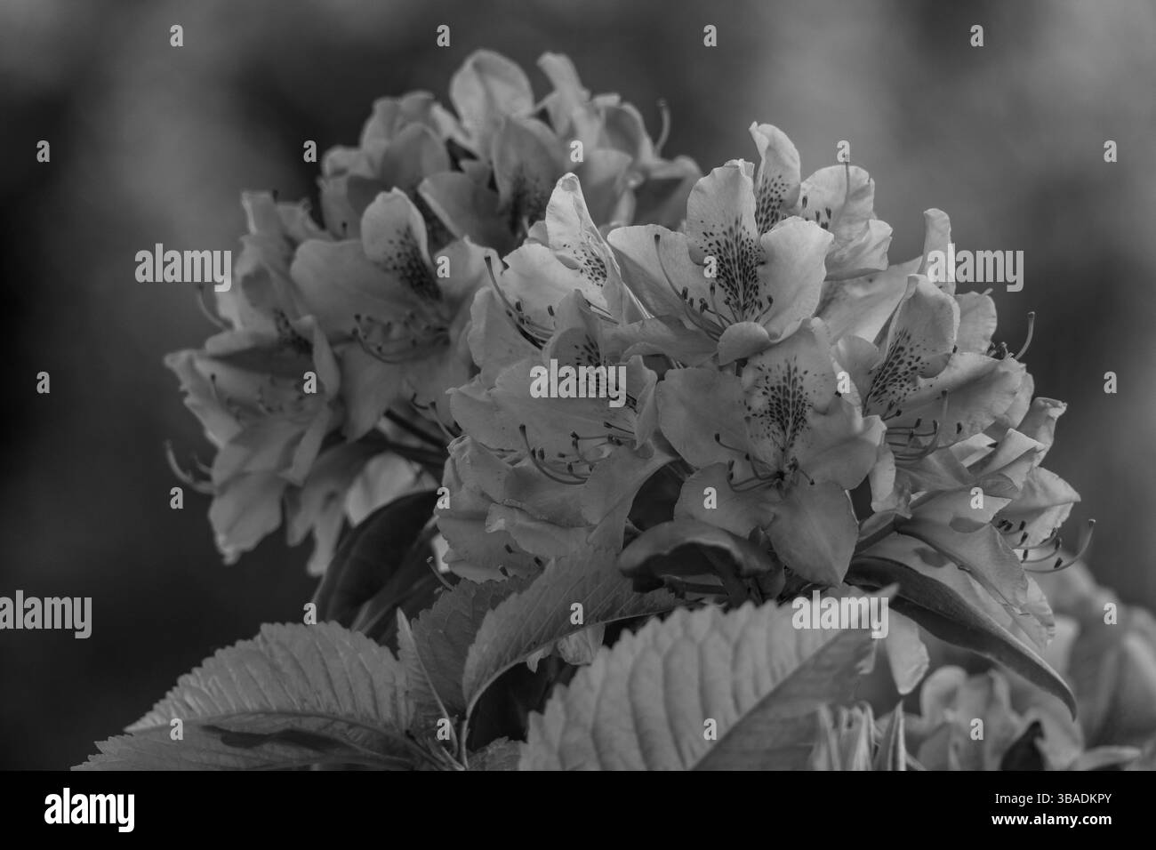 spring time in the german muensterland Stock Photo - Alamy
