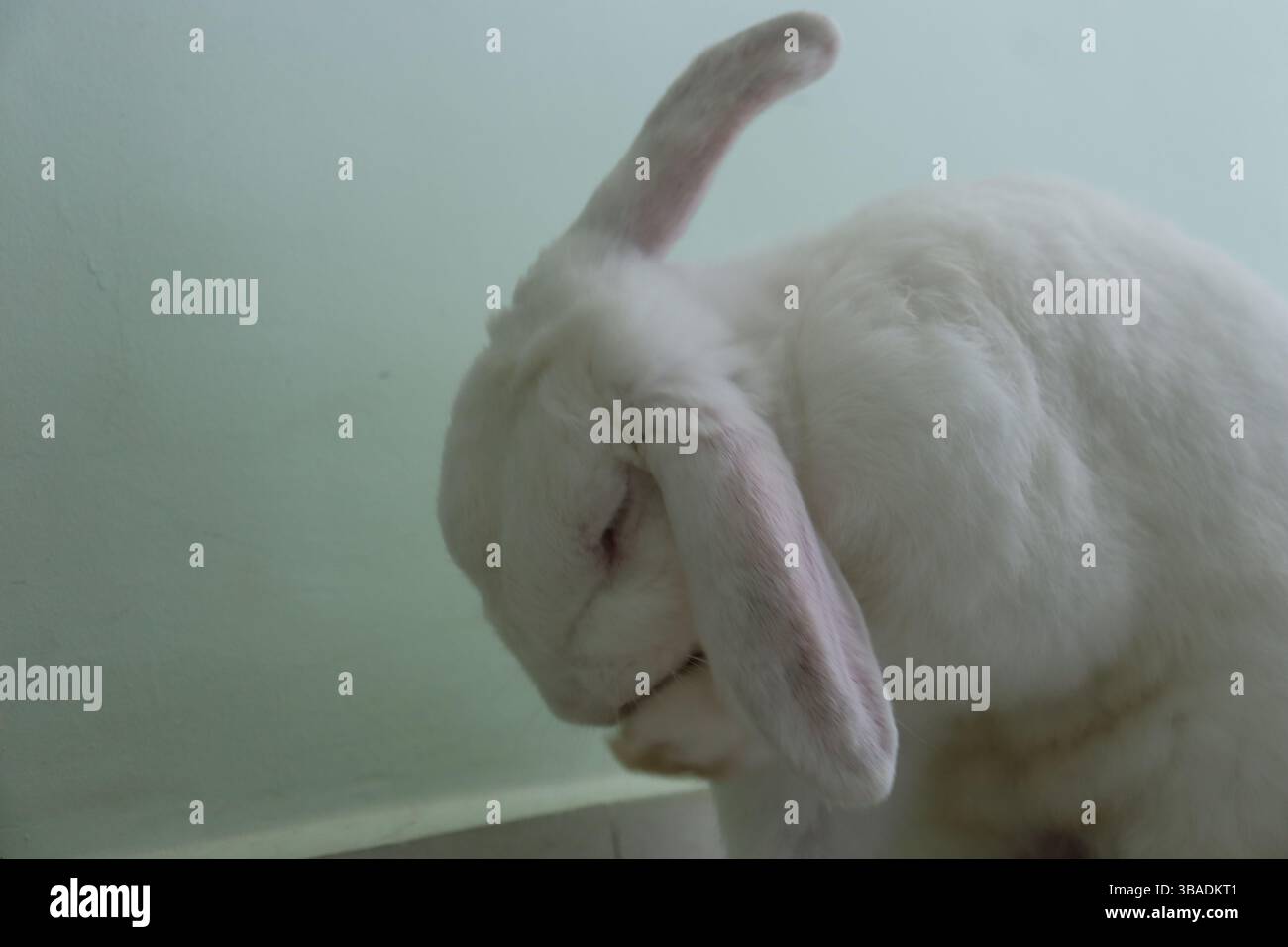 Cute white rabbit licking its paws Stock Photo - Alamy