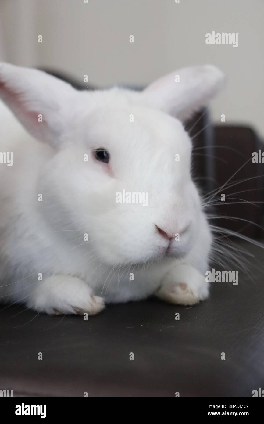 Beautiful white rabbit with blue eyes lying down Stock Photo - Alamy