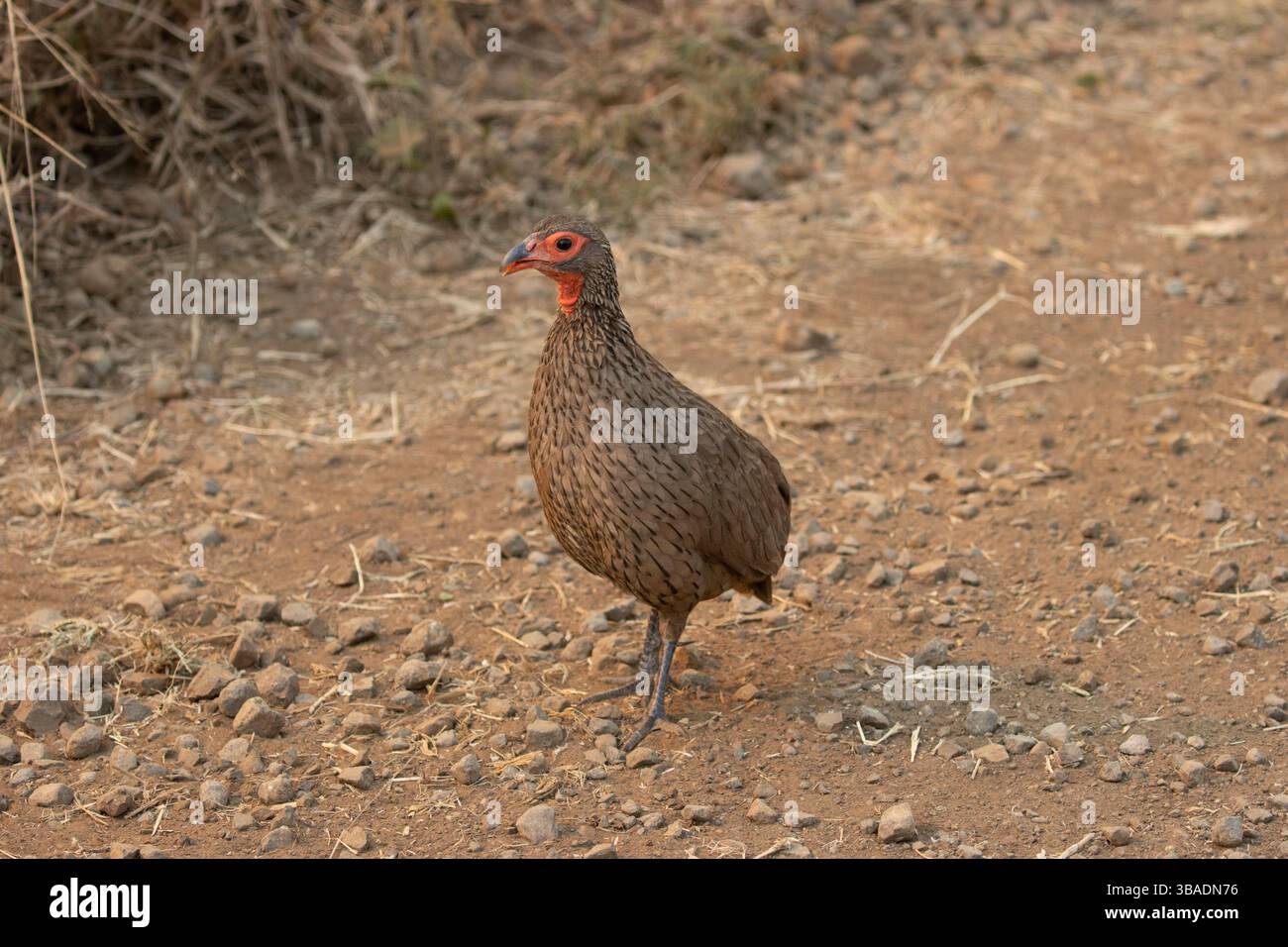 Swainsons spurfowl francolin pternistis hi-res stock photography and ...