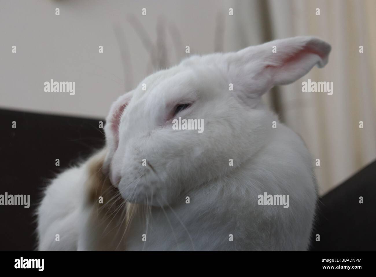 Beautiful white rabbit with blue eyes scratching its ear Stock Photo ...