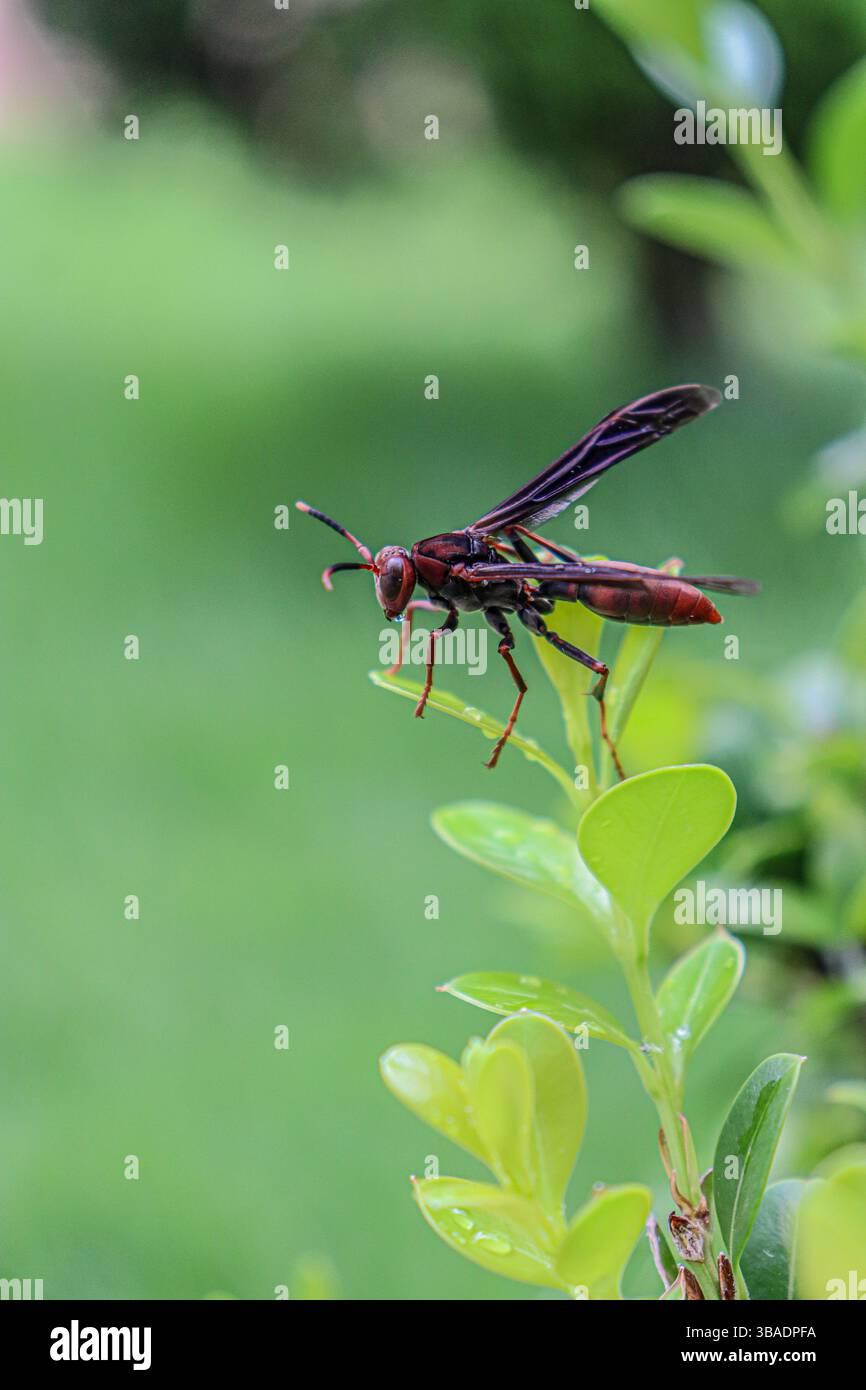 Beautiful image of a wasp on a plant with water splashes Stock Photo ...
