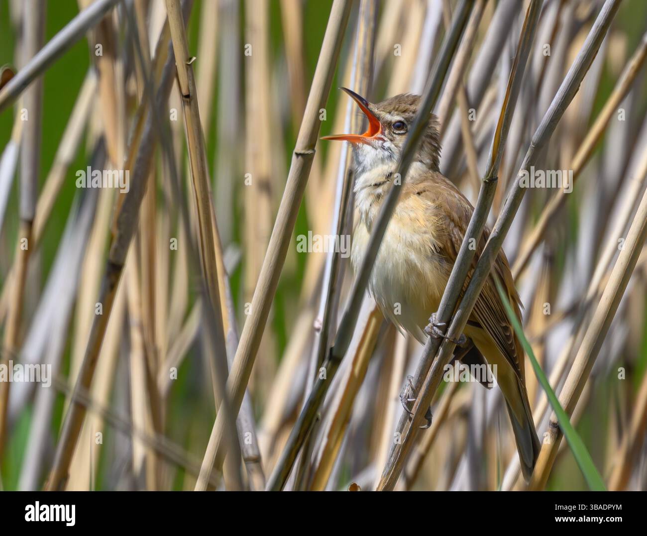 11 May 2025, Brandenburg, Kersdorf: A reed warbler (Acrocephalus ...