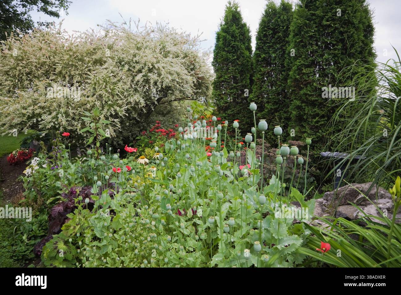 Red Papaver - Poppies, red Monarda flowers, Salix integra 'Hakuro ...