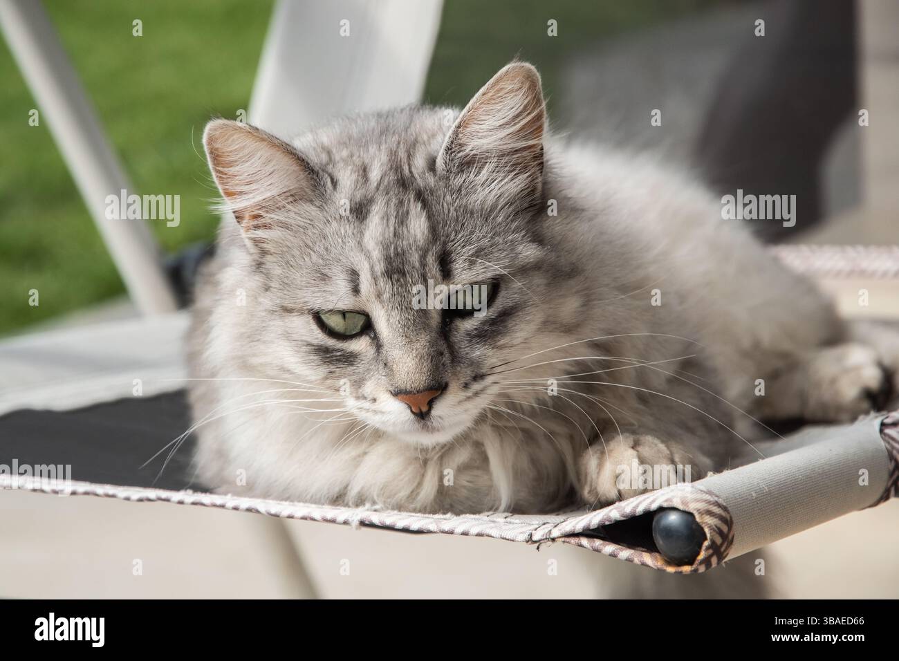 Fluffy gray cat peacefully napping on a folding chair outdoors Stock Photo - Alamy