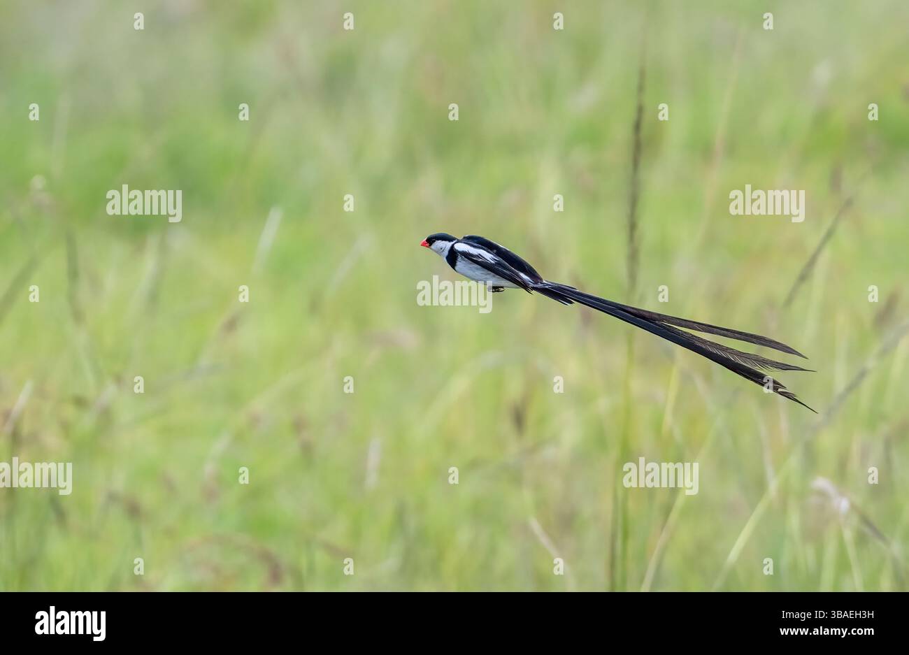 Pin-tailed whydah (Vidua macroura) display flight of male Stock Photo ...