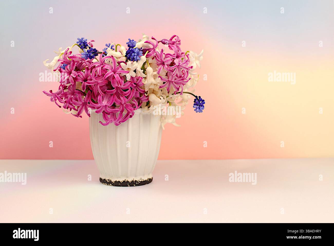 Beautiful banner of different varieties of hyacinth and muscari in vase ...