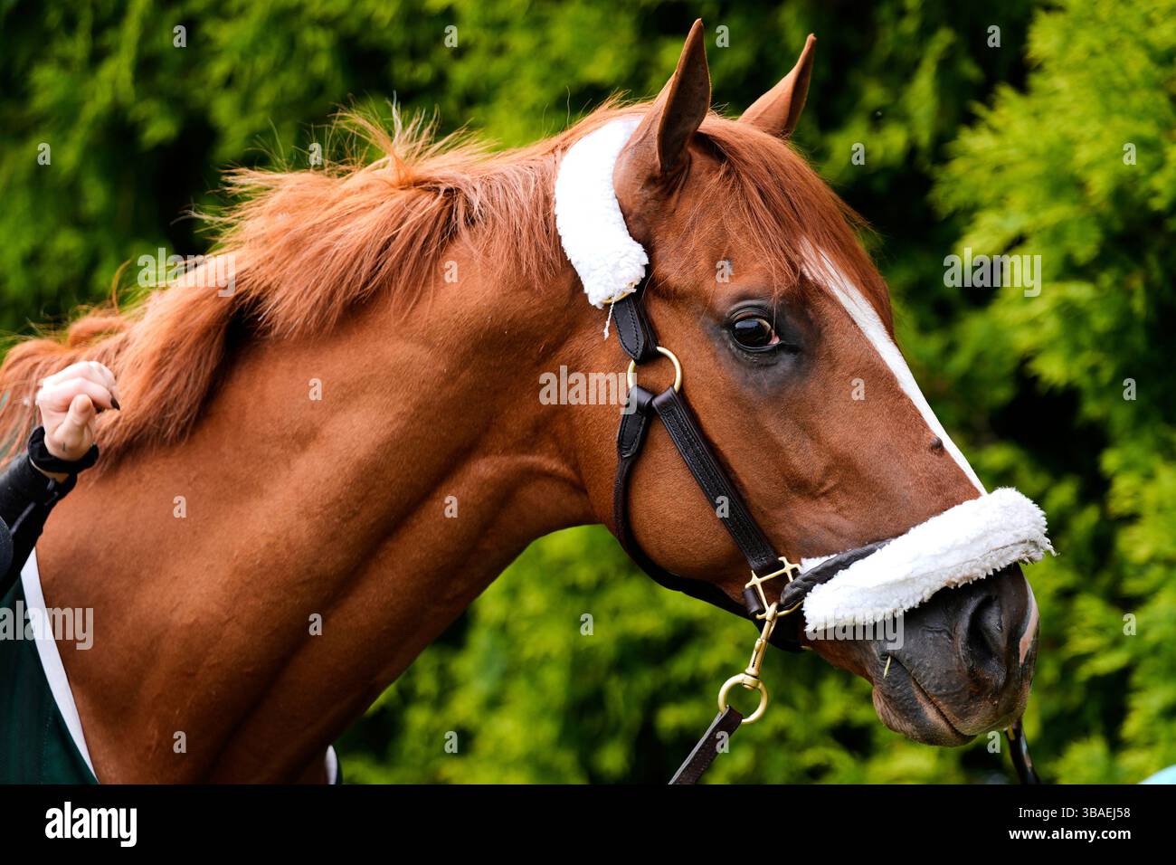 Preakness Stakes entrant American Promise is walked after arriving at ...