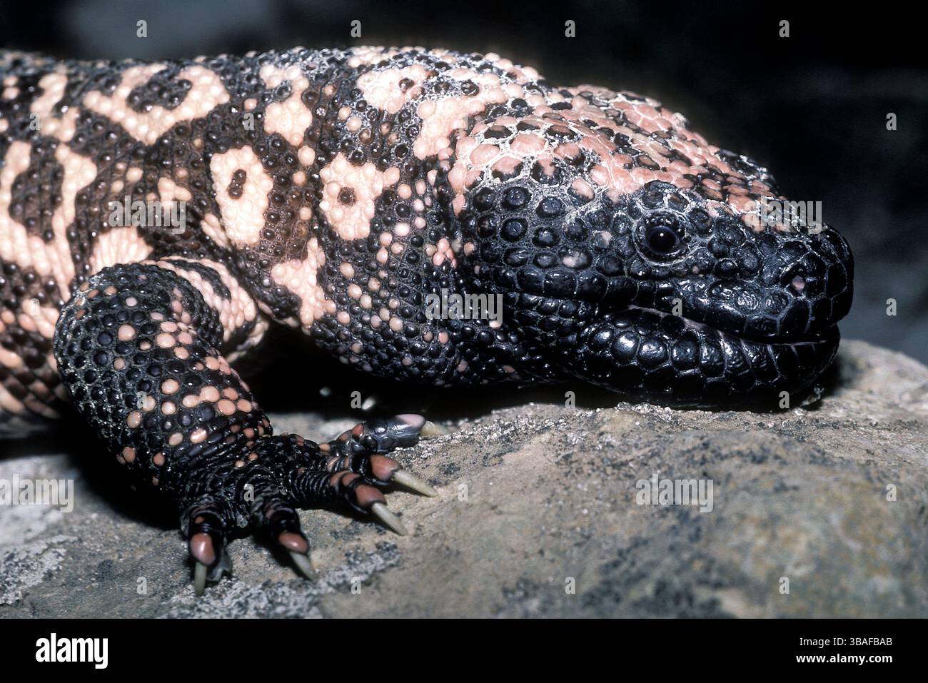 A closeup portrait of a venomous Gila Monster lizard Stock Photo - Alamy