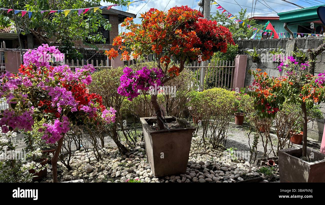 Multi colored bougainvillea plants Stock Photo - Alamy