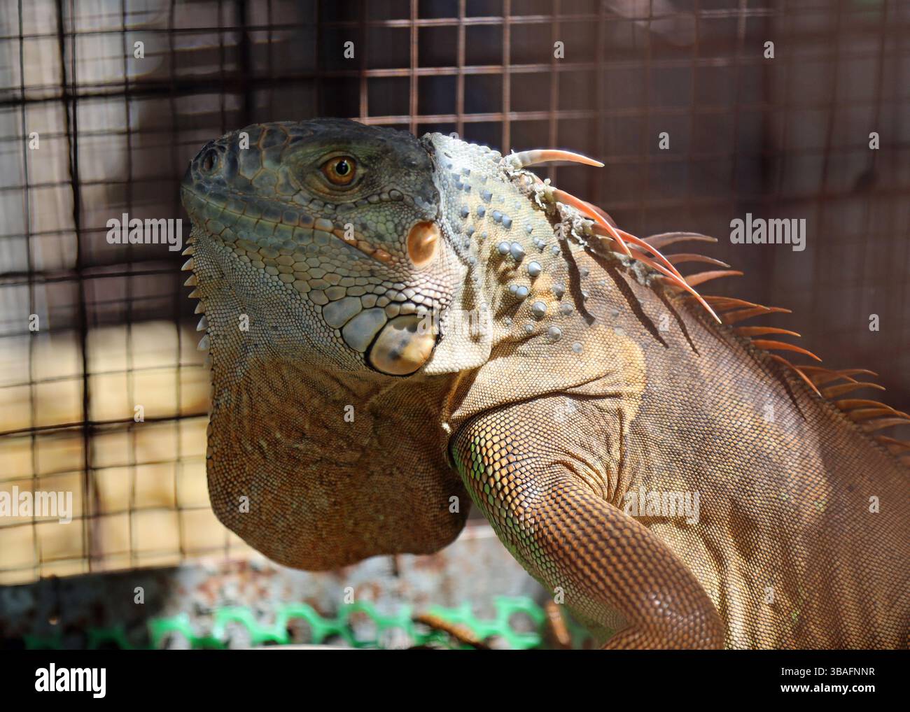 Caged reptile hi-res stock photography and images - Alamy