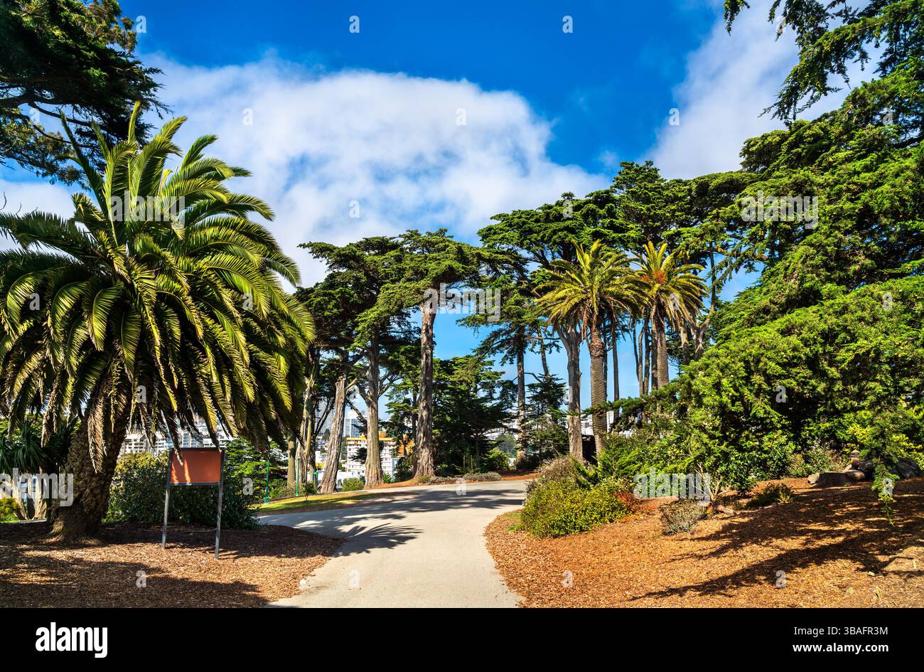Square surrounded tall trees hi-res stock photography and images - Alamy